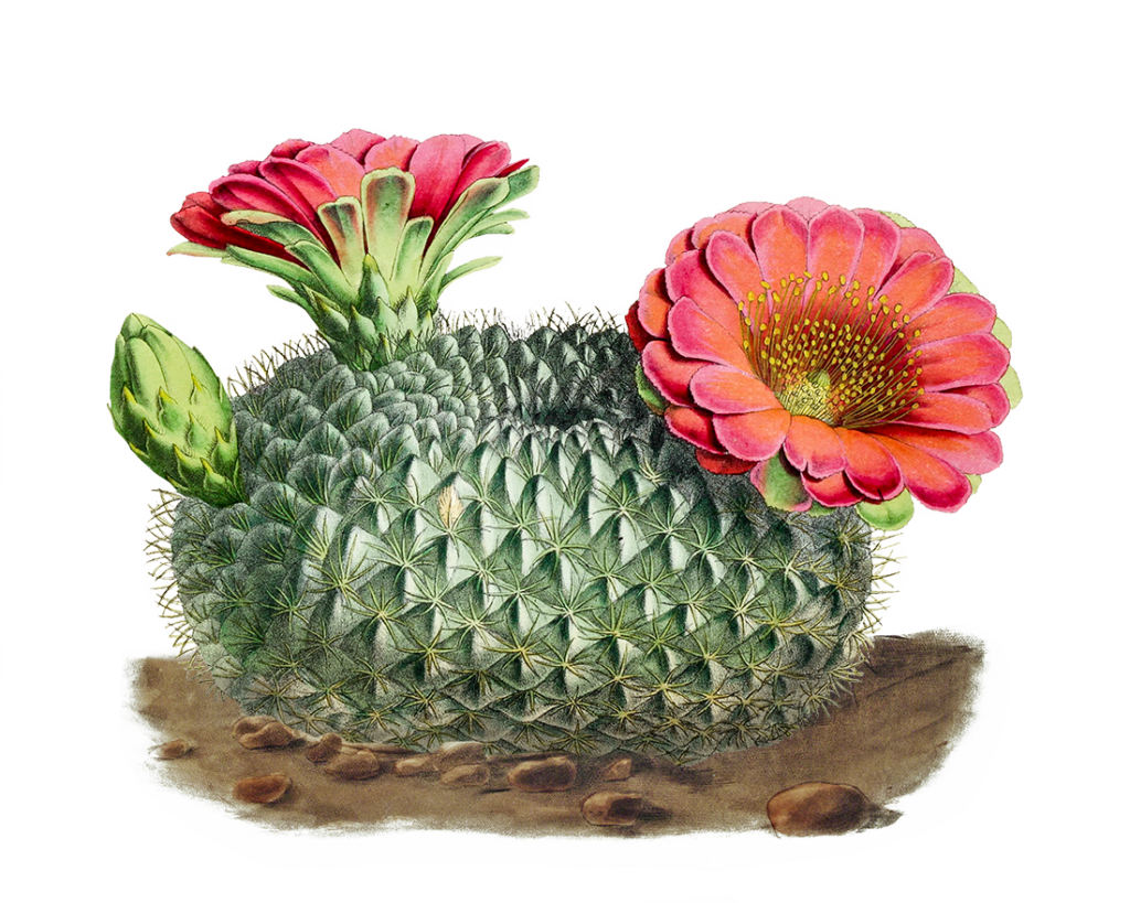 Buffer Lands Incentive Program - Texas Parks and Wildlife Foundation