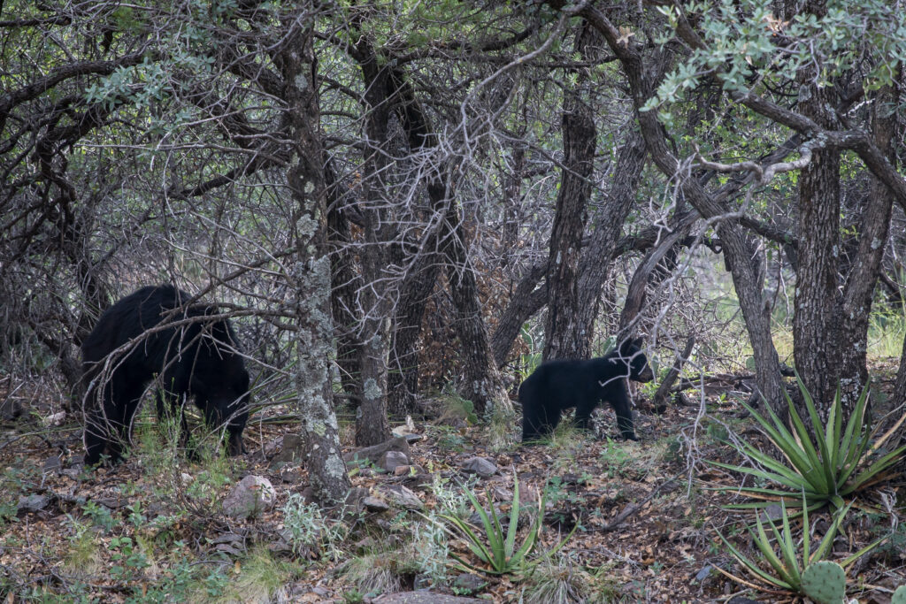 Black Bear Recolonization - Texas Parks and Wildlife Foundation