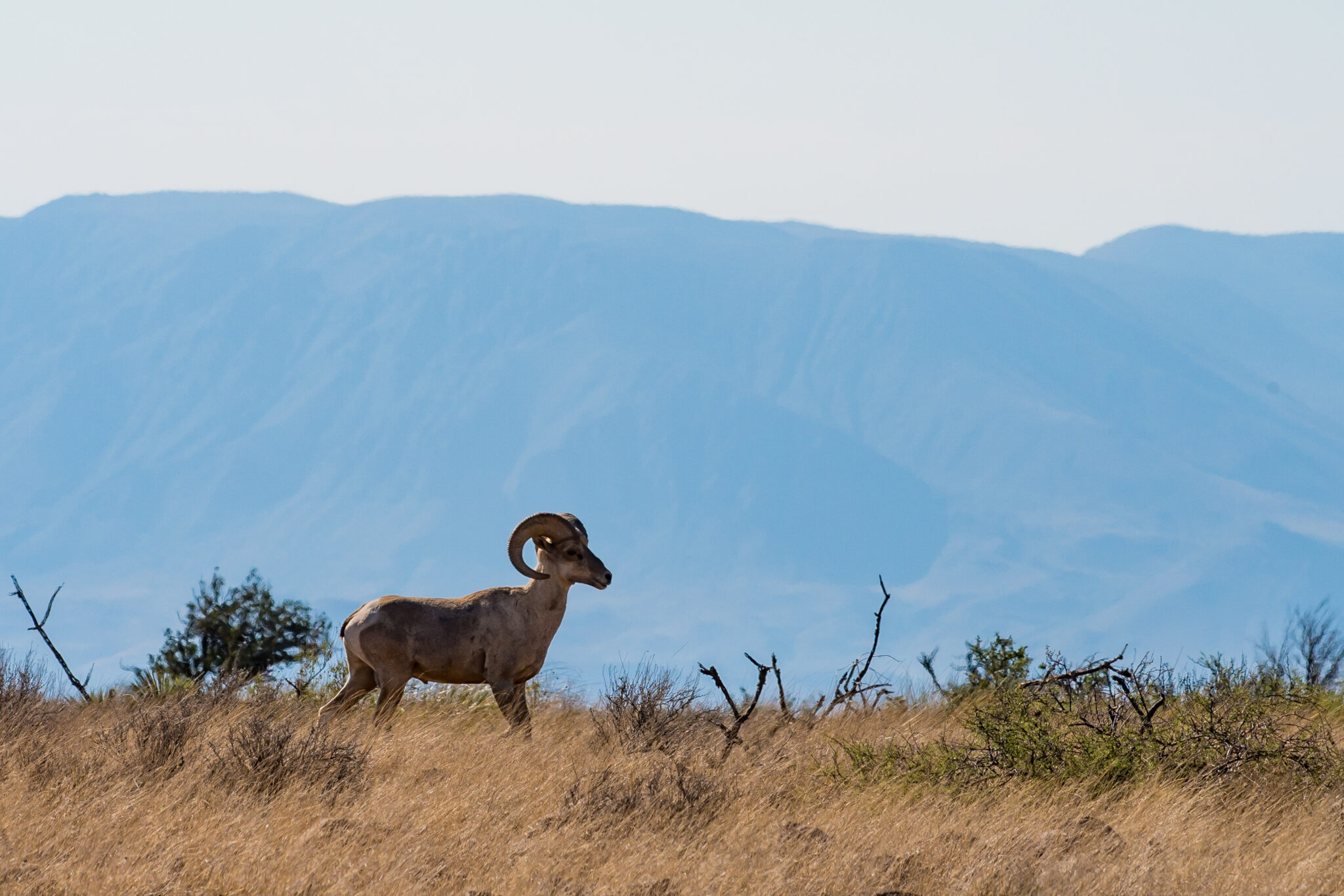 Desert Bighorn Sheep Research - Texas Parks and Wildlife Foundation