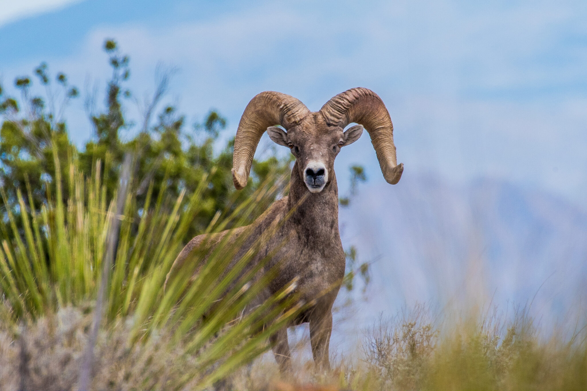 Desert Bighorn Sheep Research - Texas Parks and Wildlife Foundation