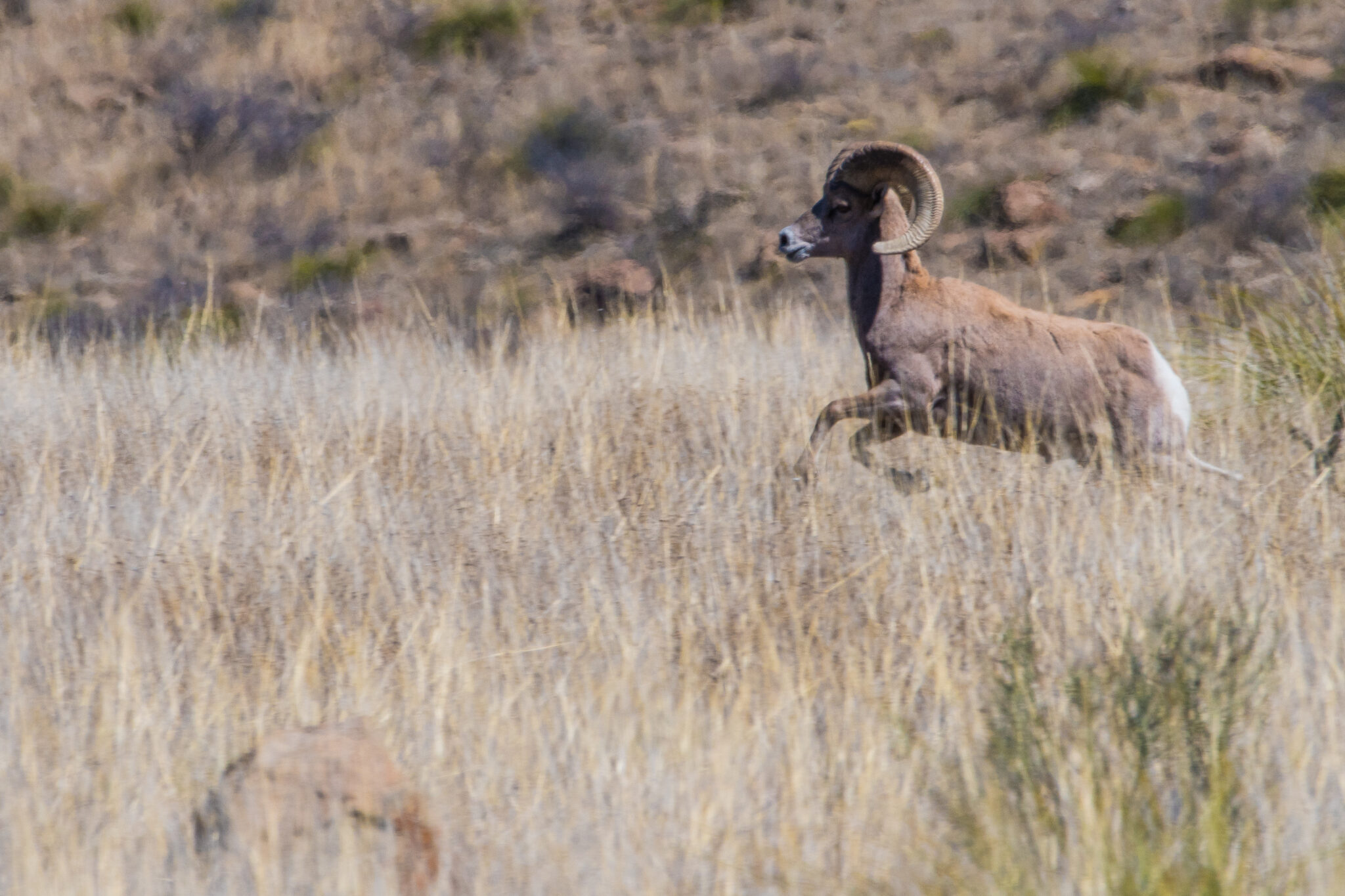 Desert Bighorn Sheep Research - Texas Parks and Wildlife Foundation