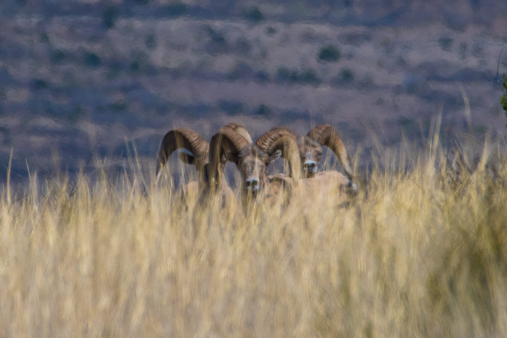 Desert Bighorn Sheep Research - Texas Parks and Wildlife Foundation