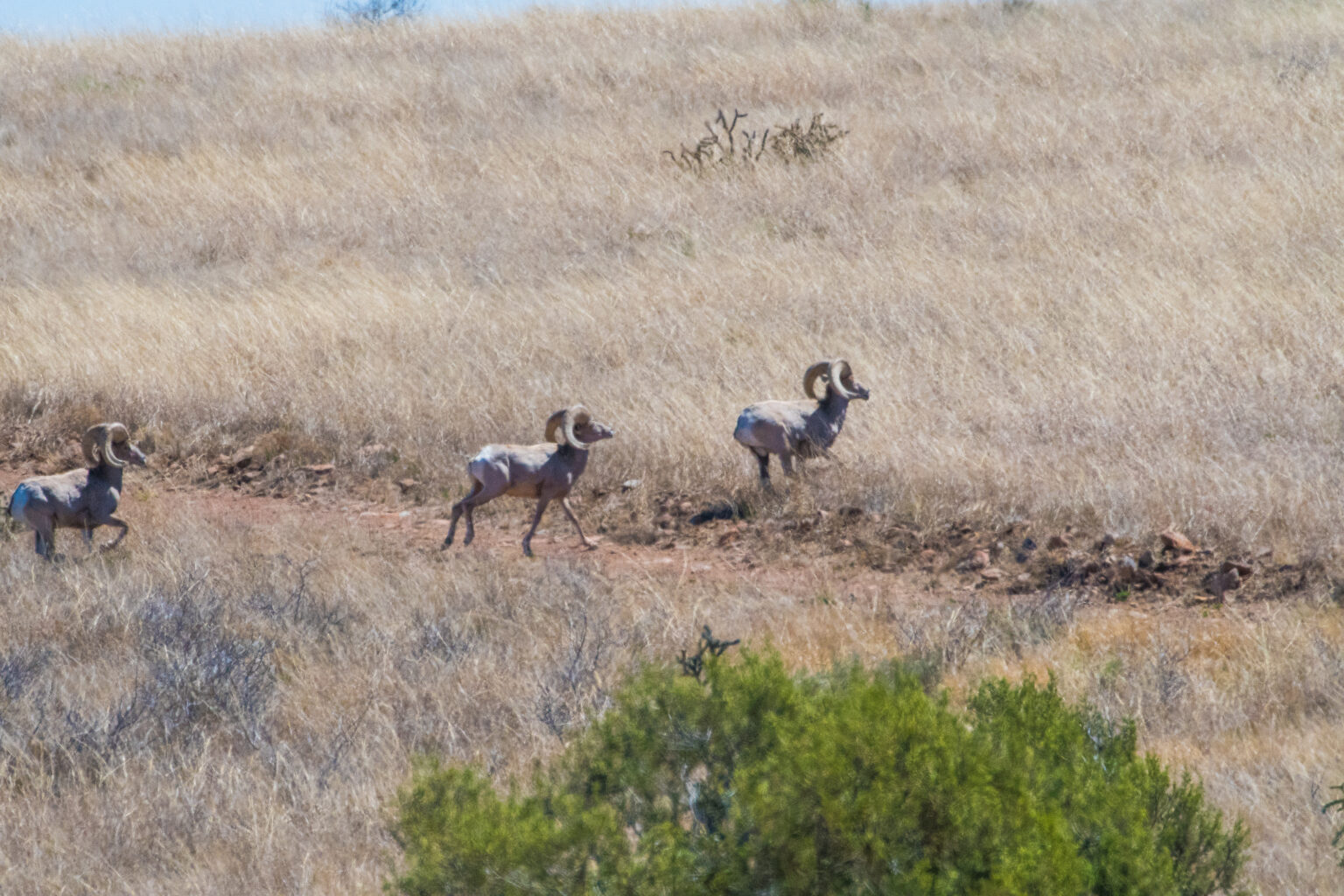Desert Bighorn Sheep Research - Texas Parks and Wildlife Foundation