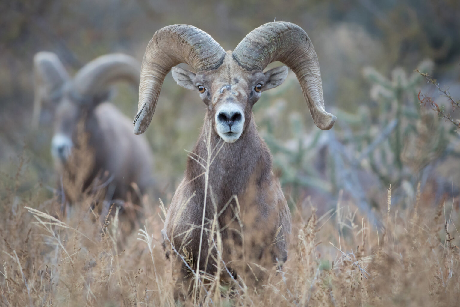 Desert Bighorn Sheep Research - Texas Parks and Wildlife Foundation